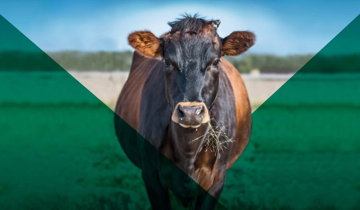 The Humane League – RC Forward